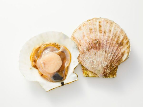 All Of Your Scallop Questions Answered